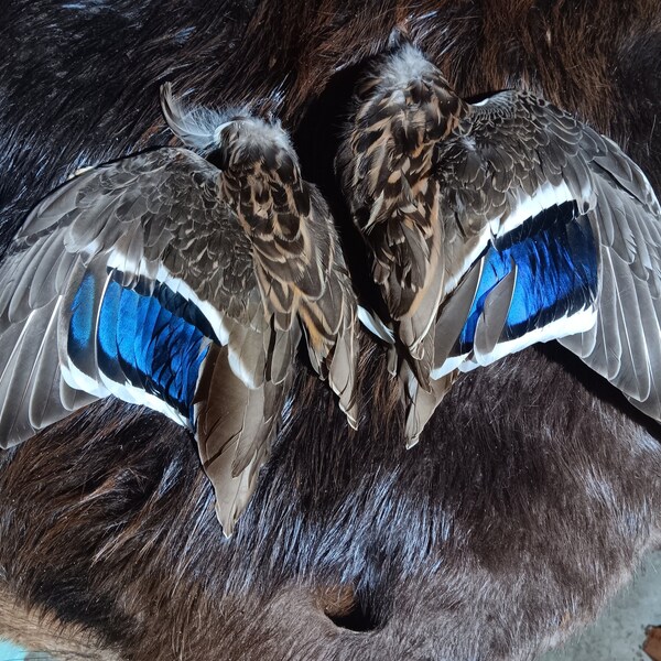 Wood Duck Feathers - Etsy