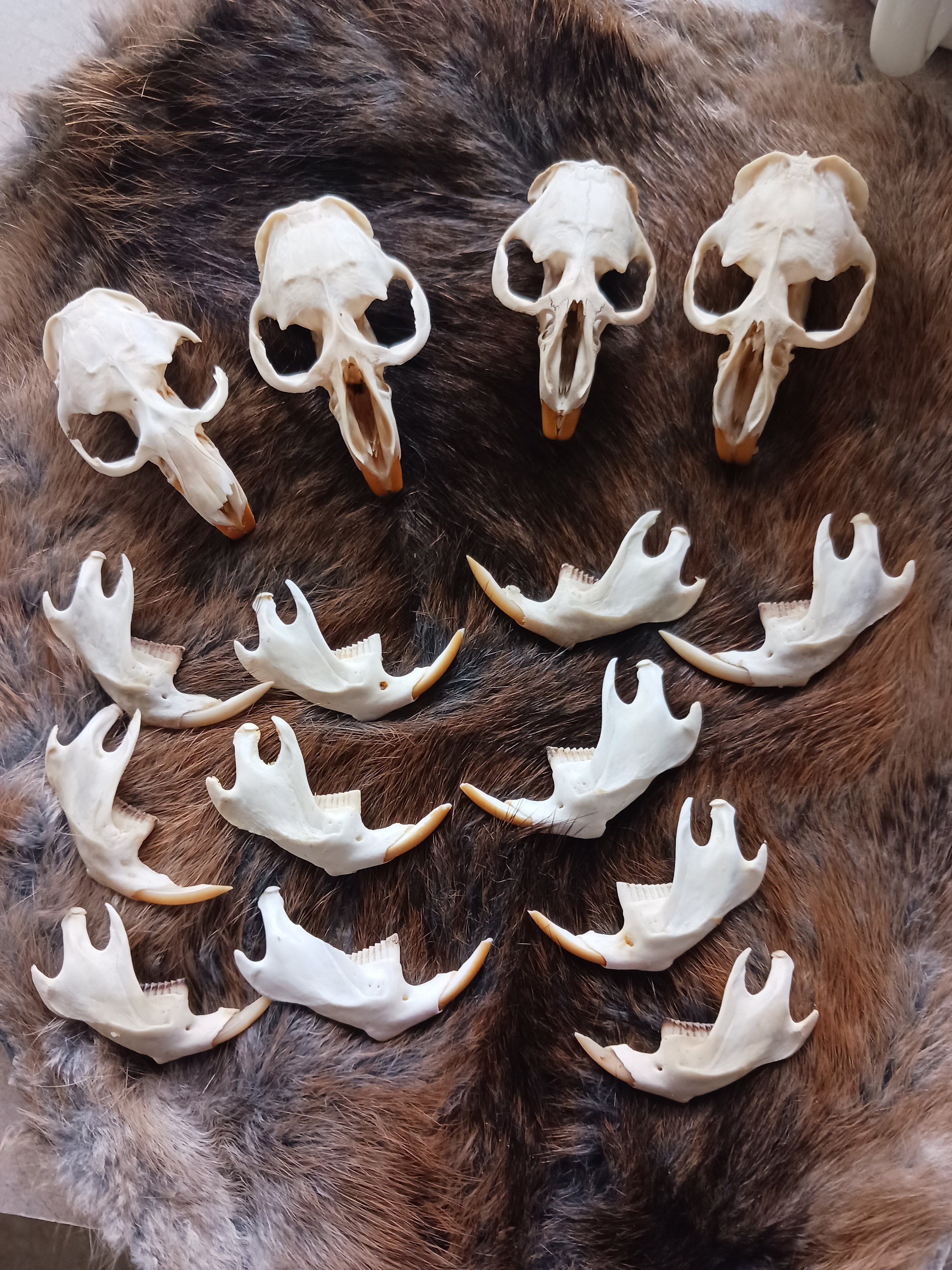 Perfect Muskrat Skull, Bone Gift, Oddity, Collectible, Bottom Jaws, Top ...