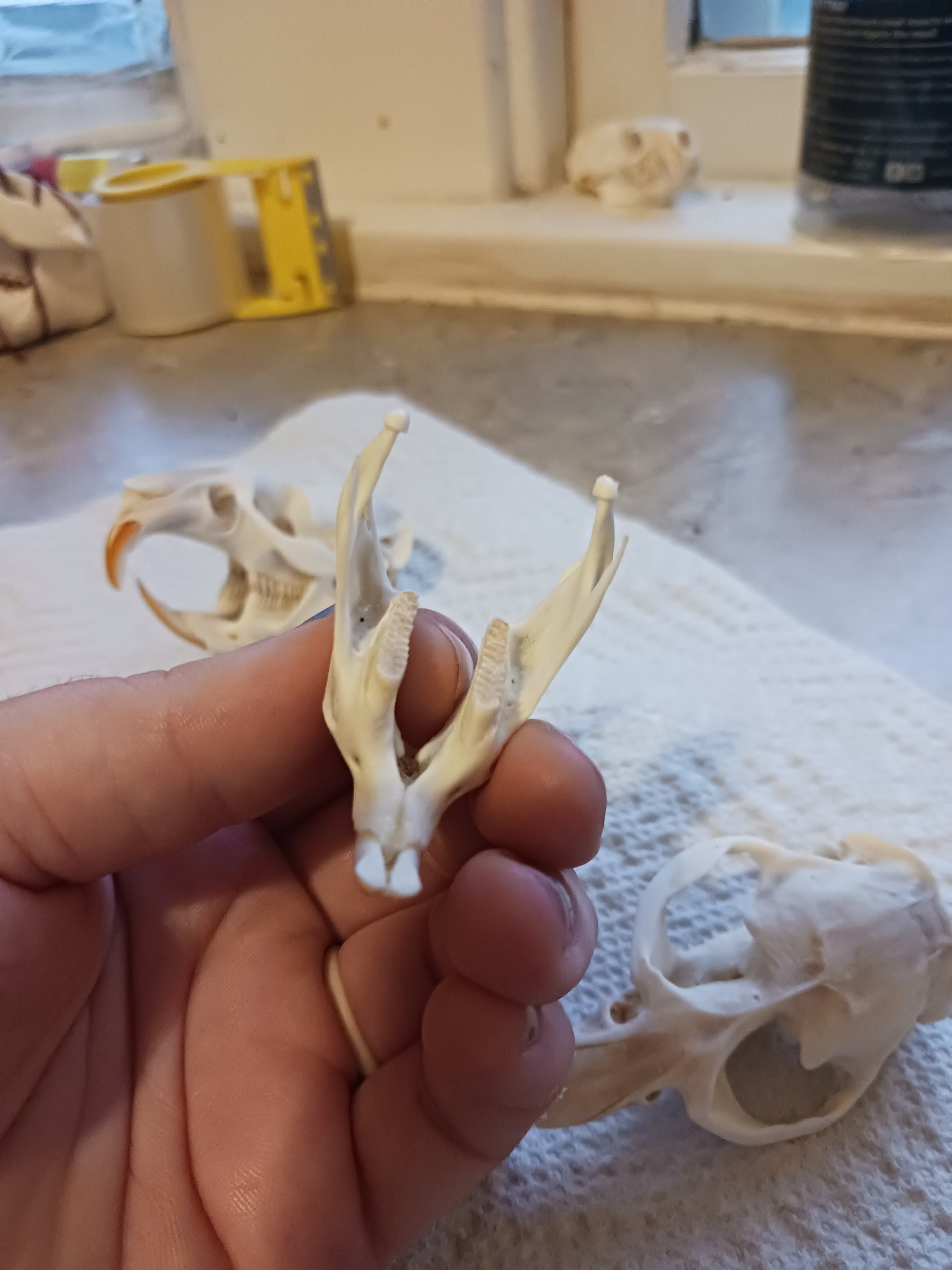Perfect Muskrat Skull Bone Gift Oddity Collectible Bottom - Etsy