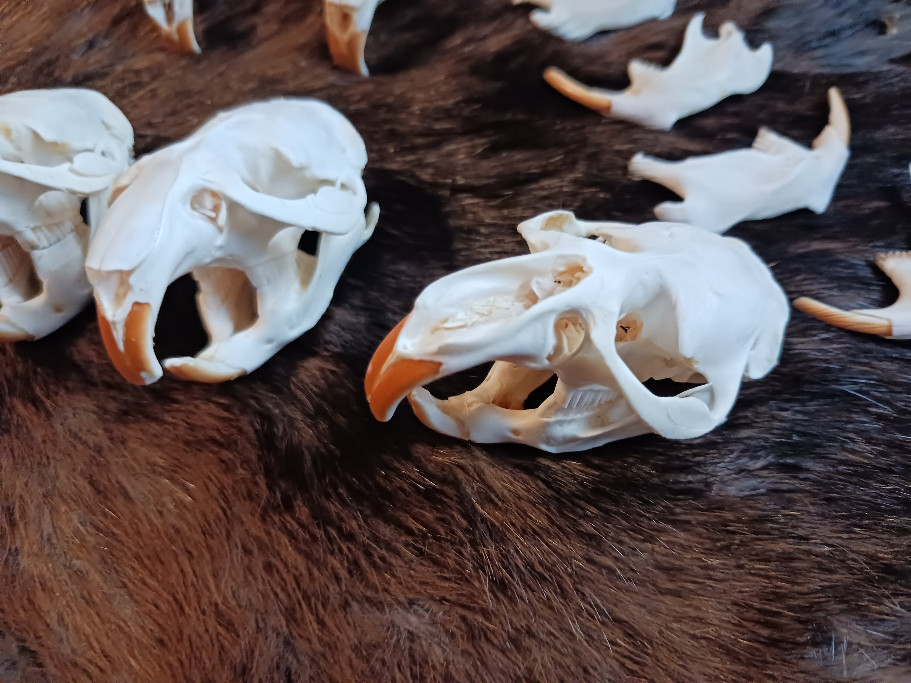 Perfect Muskrat Skull, Bone Gift, Oddity, Collectible, Bottom Jaws, Top ...