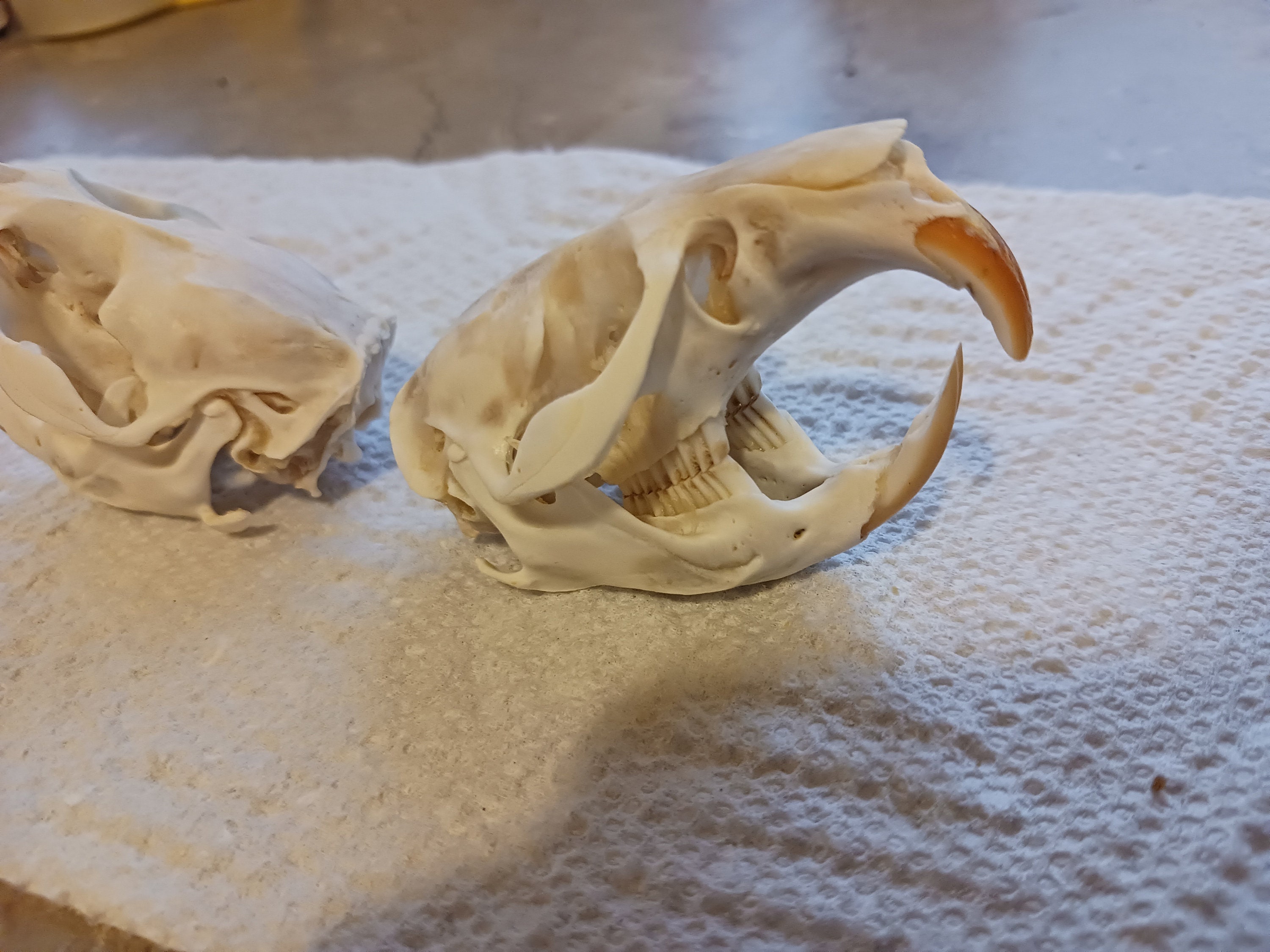 Perfect Muskrat Skull, Bone Gift, Oddity, Collectible, Bottom Jaws, Top ...