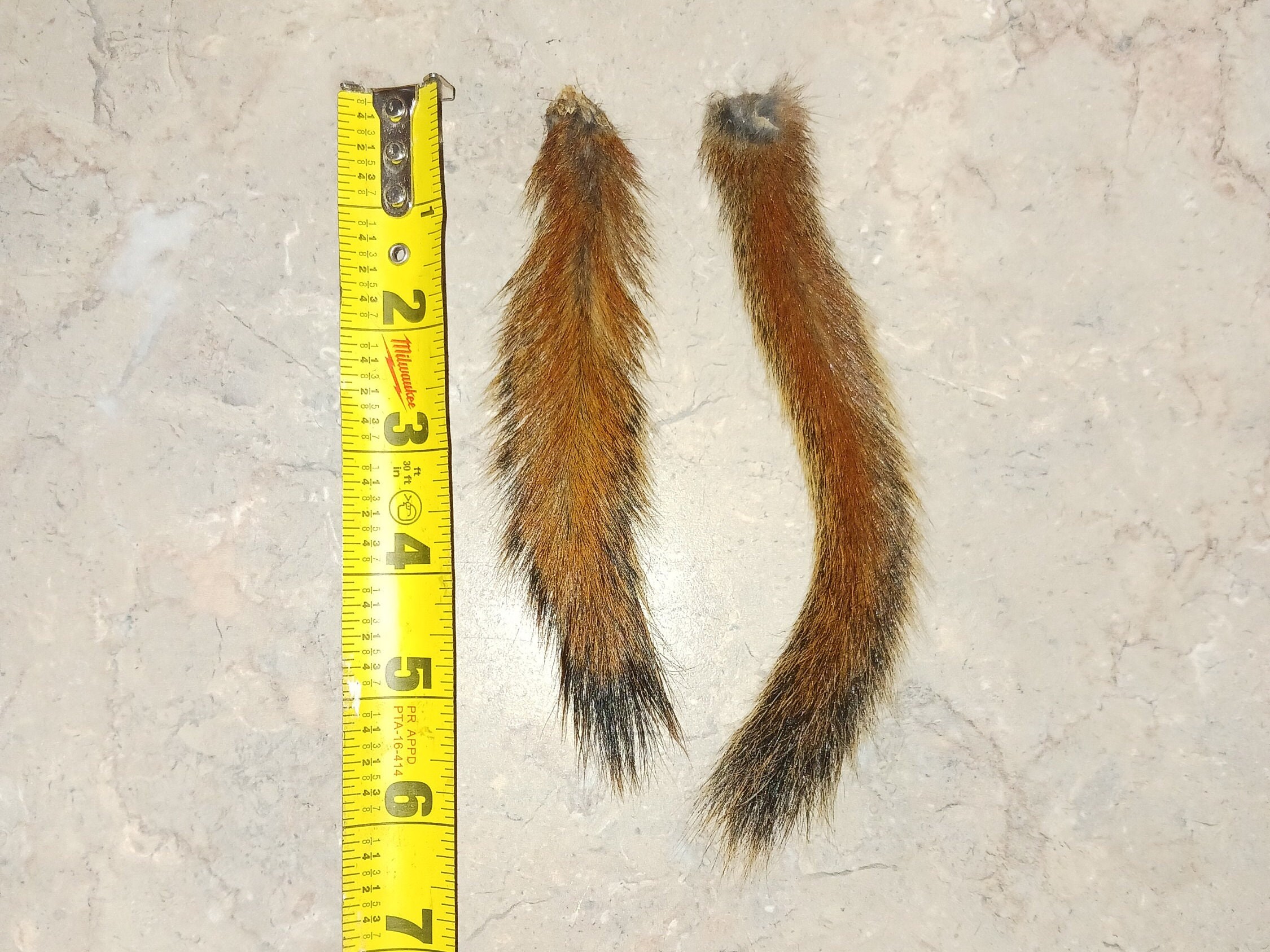 Squirrel Tails: Gray, Black, Brown/blonde, Fox Squirrel Tail, Red ...