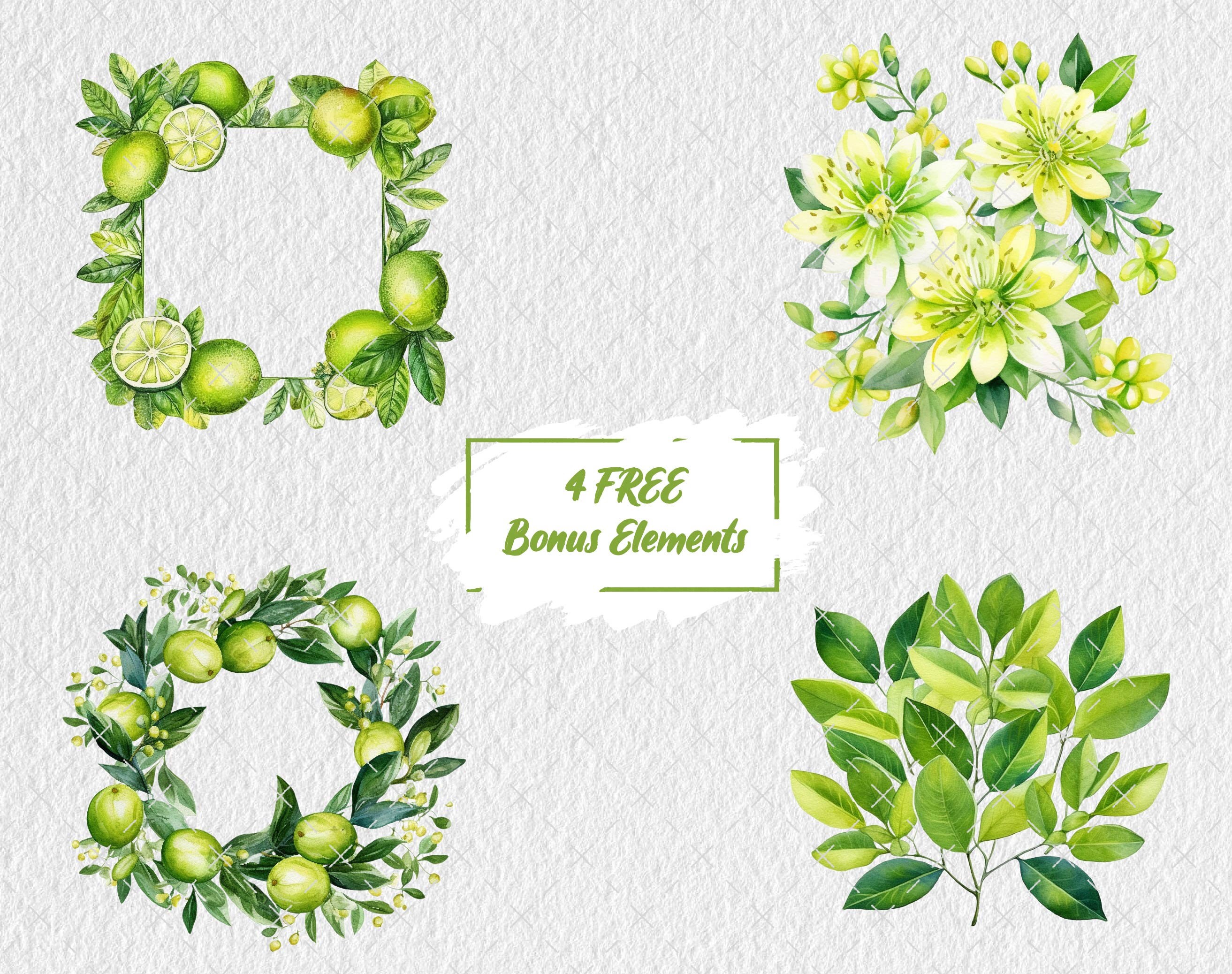 Watercolor Lime Clipart Summer PNG Bundle Citrus Graphics - Etsy