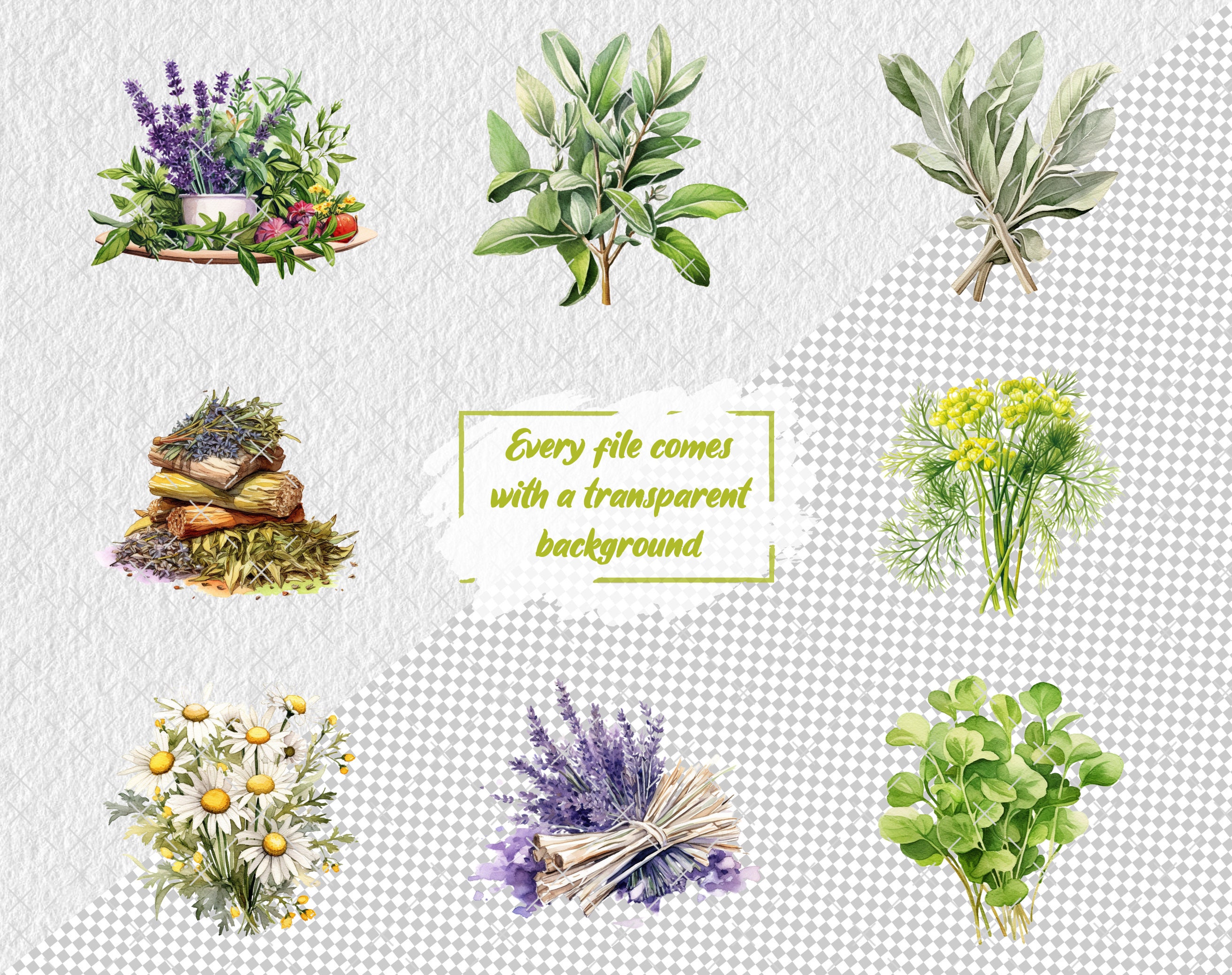 Watercolor Herbs Clipart Herbal Clipart PNG Herbs PNG - Etsy