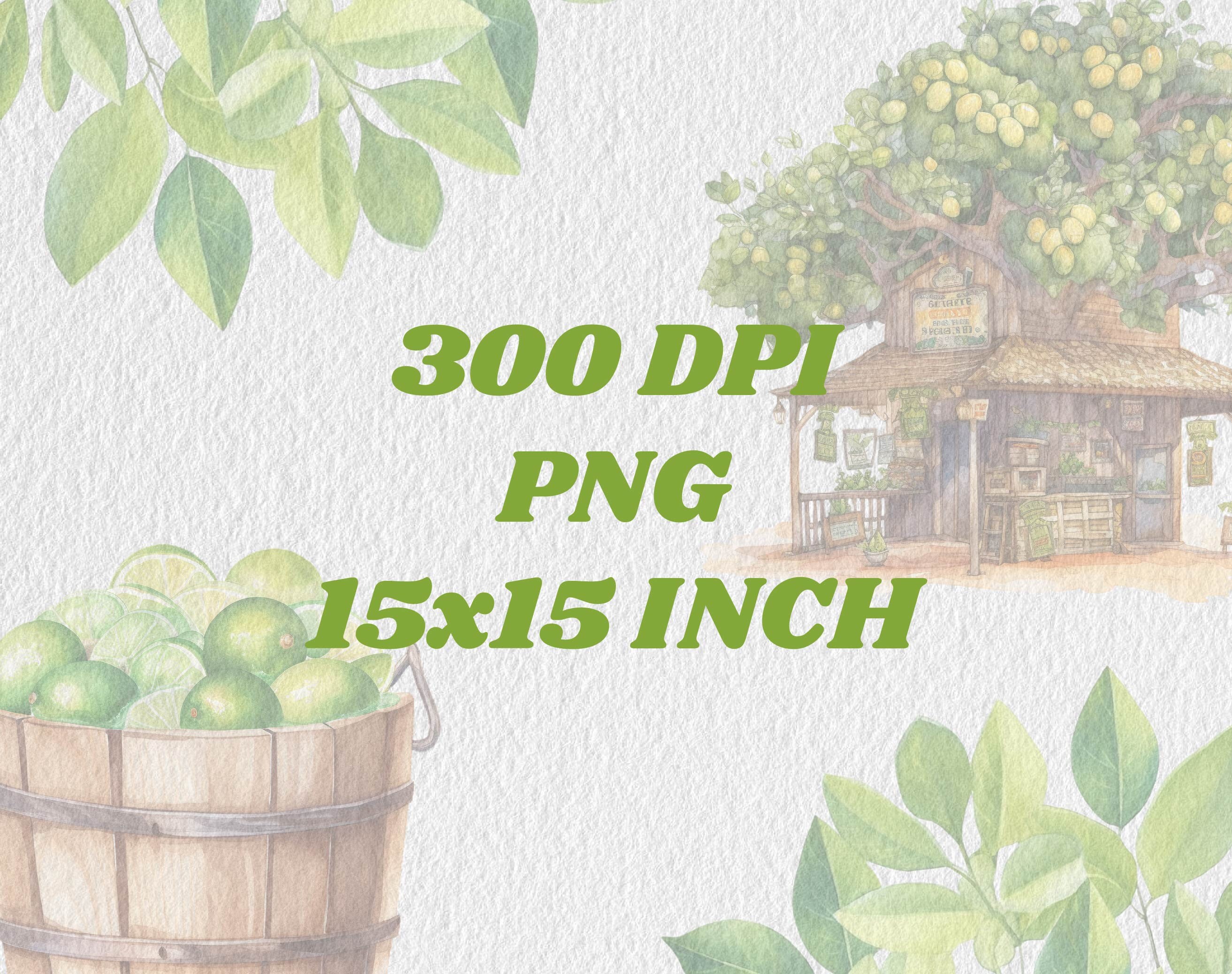 Watercolor Lime Clipart Summer PNG Bundle Citrus Graphics - Etsy