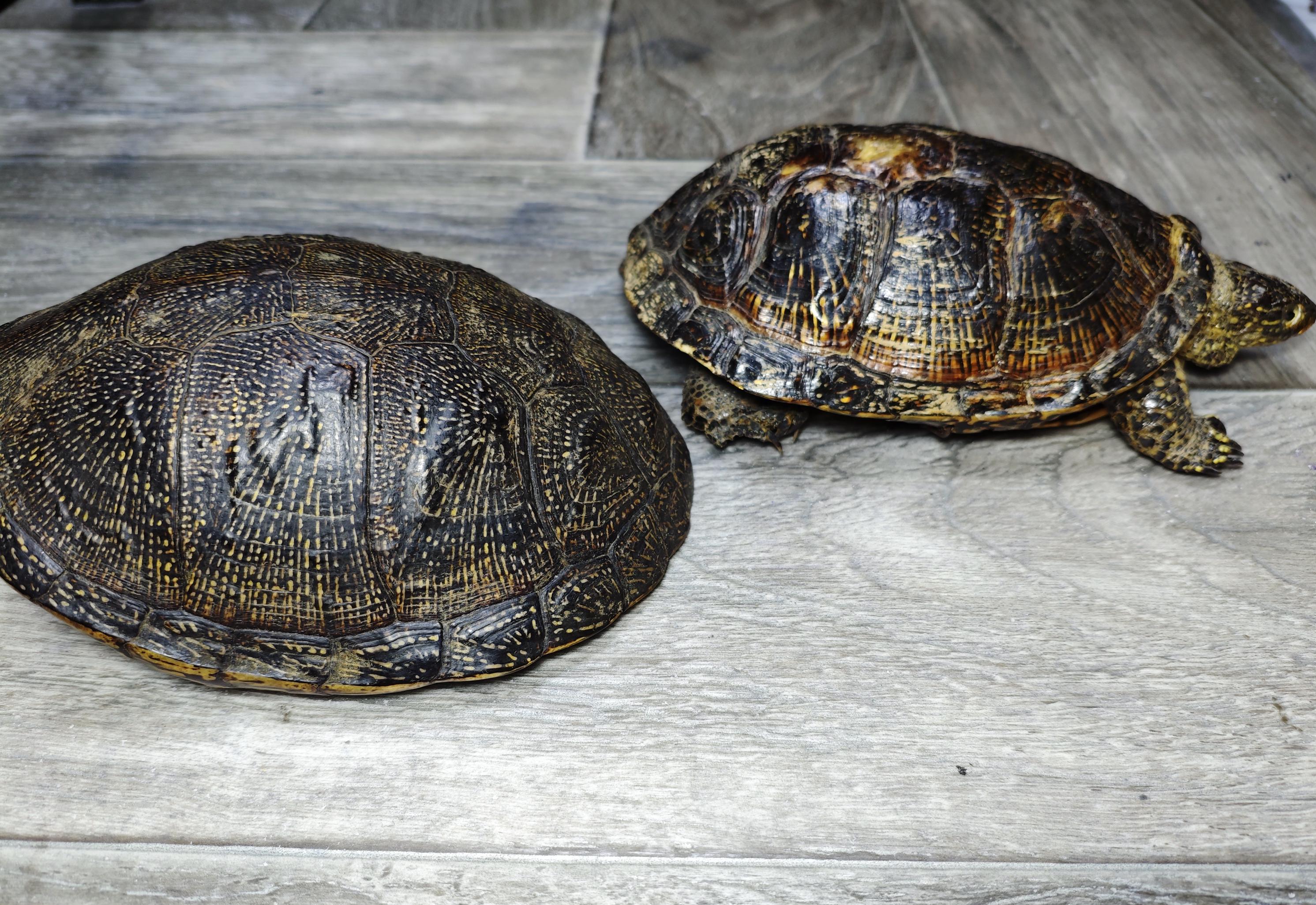 Set: Turtle Shell, Rare Stuffed Turle Taxidermy. - Etsy