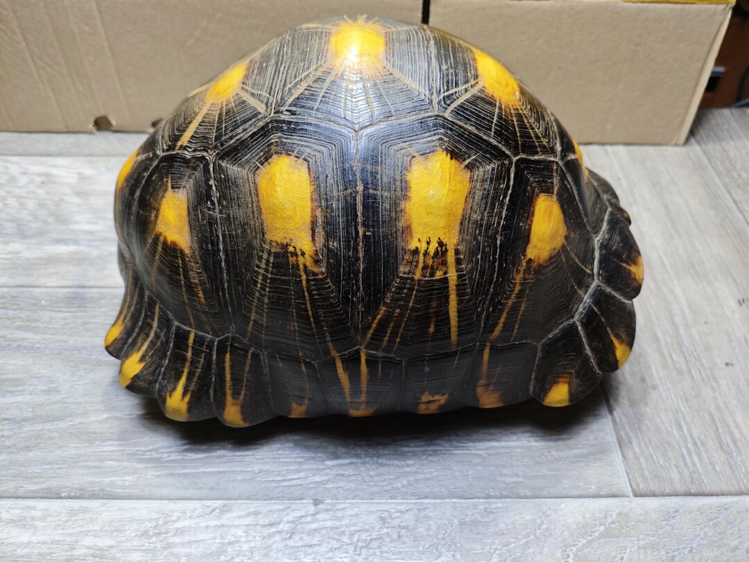 Tortoise Turtle Shell Taxidermy Rare 11.2 Inch - Etsy