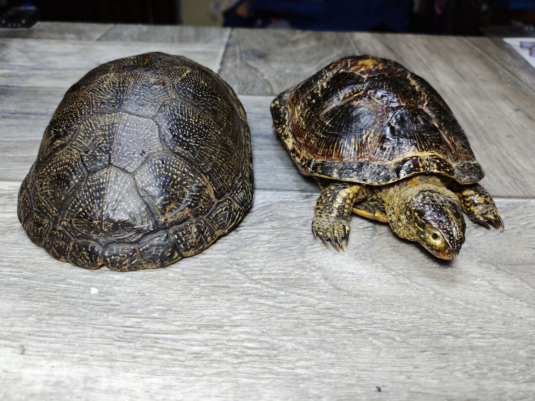 Set: Turtle Shell, Rare Stuffed Turle Taxidermy. - Etsy