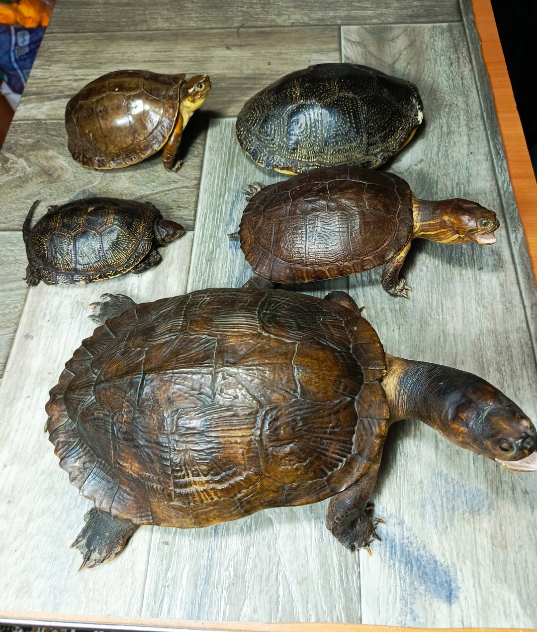Turtle Tortoise Vintage Stuffed Taxidermy Shell Set 5 in 1 - Etsy