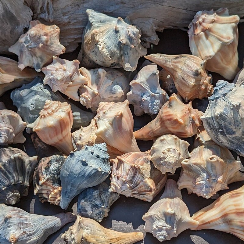 SeaShellCreationsOKI - Etsy