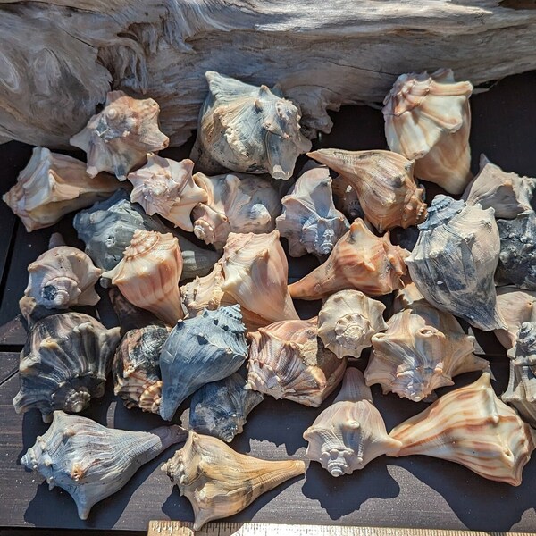 Whelk Sea Shells - Etsy