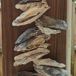 Oyster Shell Table Runner or Hanging Wall Decor. - Etsy