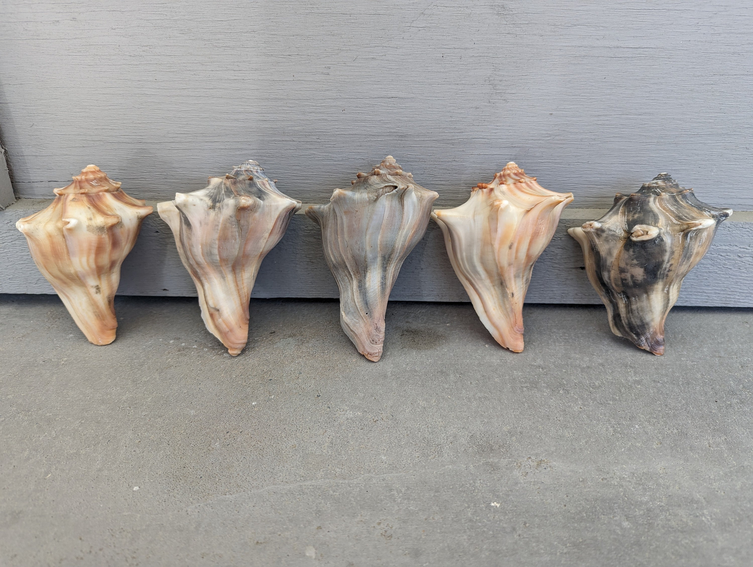 Hand Collected Whelk Shells From Oak Island Beach in North - Etsy