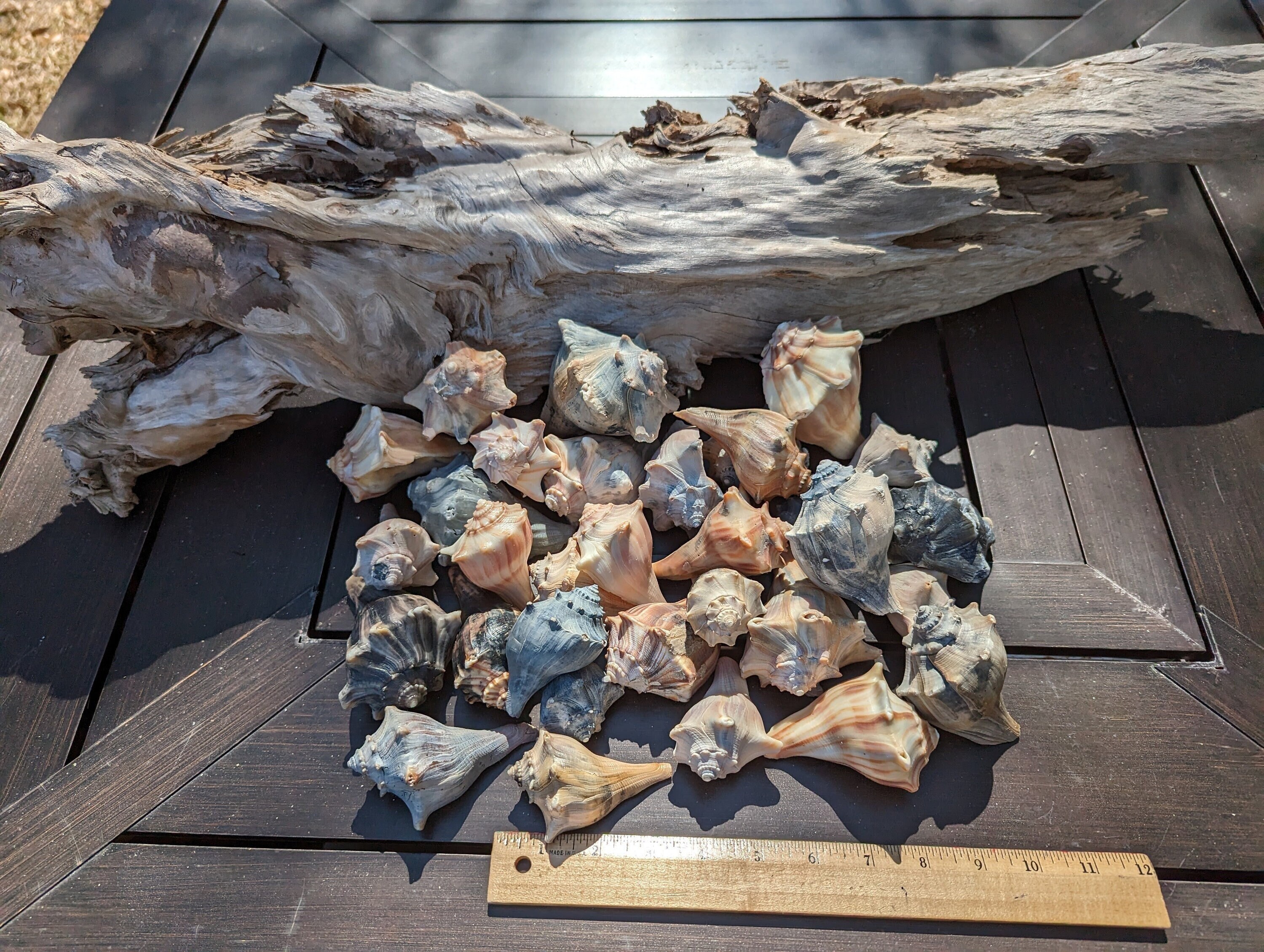 Hand Collected Whelk Shells From Oak Island Beach in North - Etsy