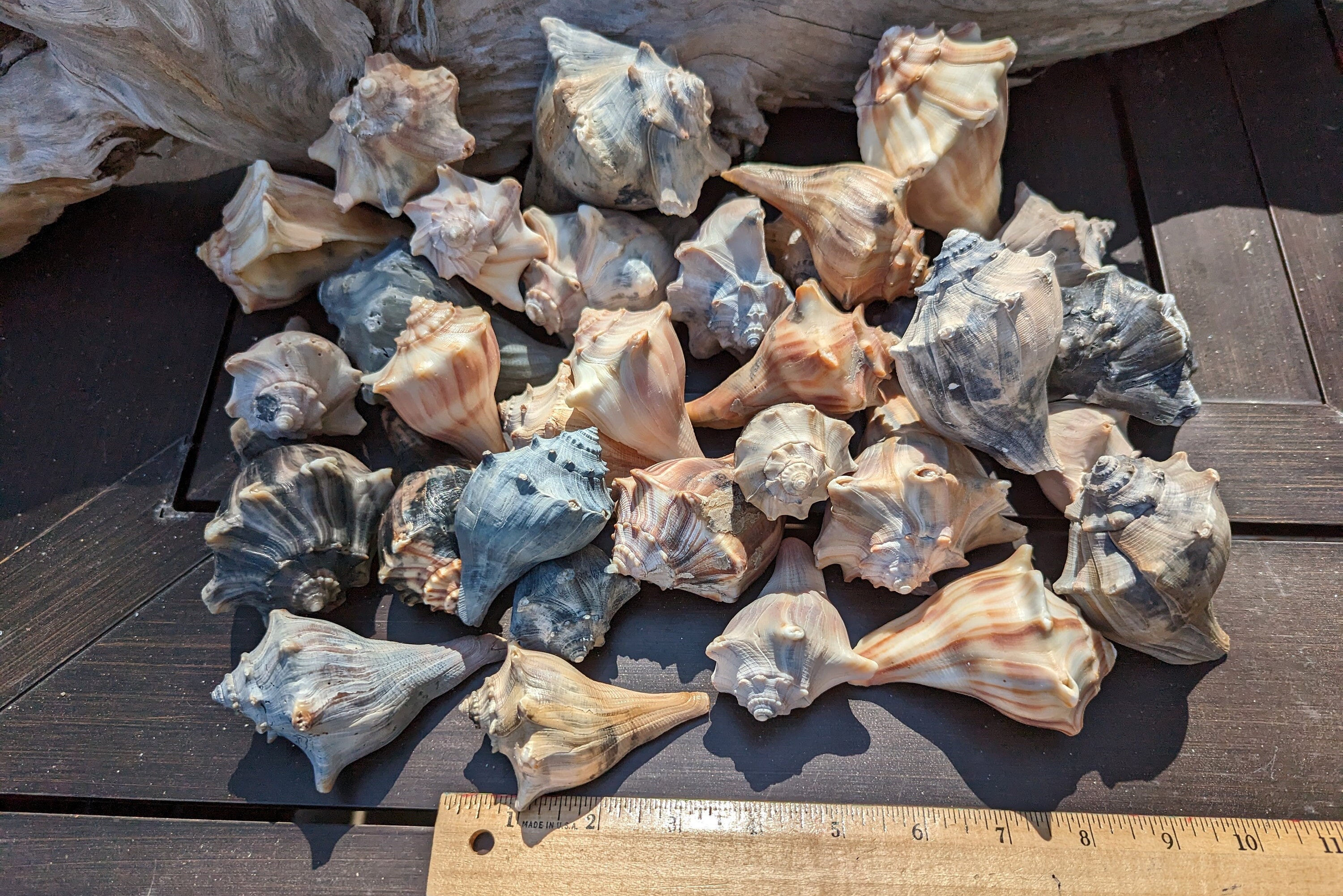 Hand Collected Whelk Shells From Oak Island Beach in North - Etsy
