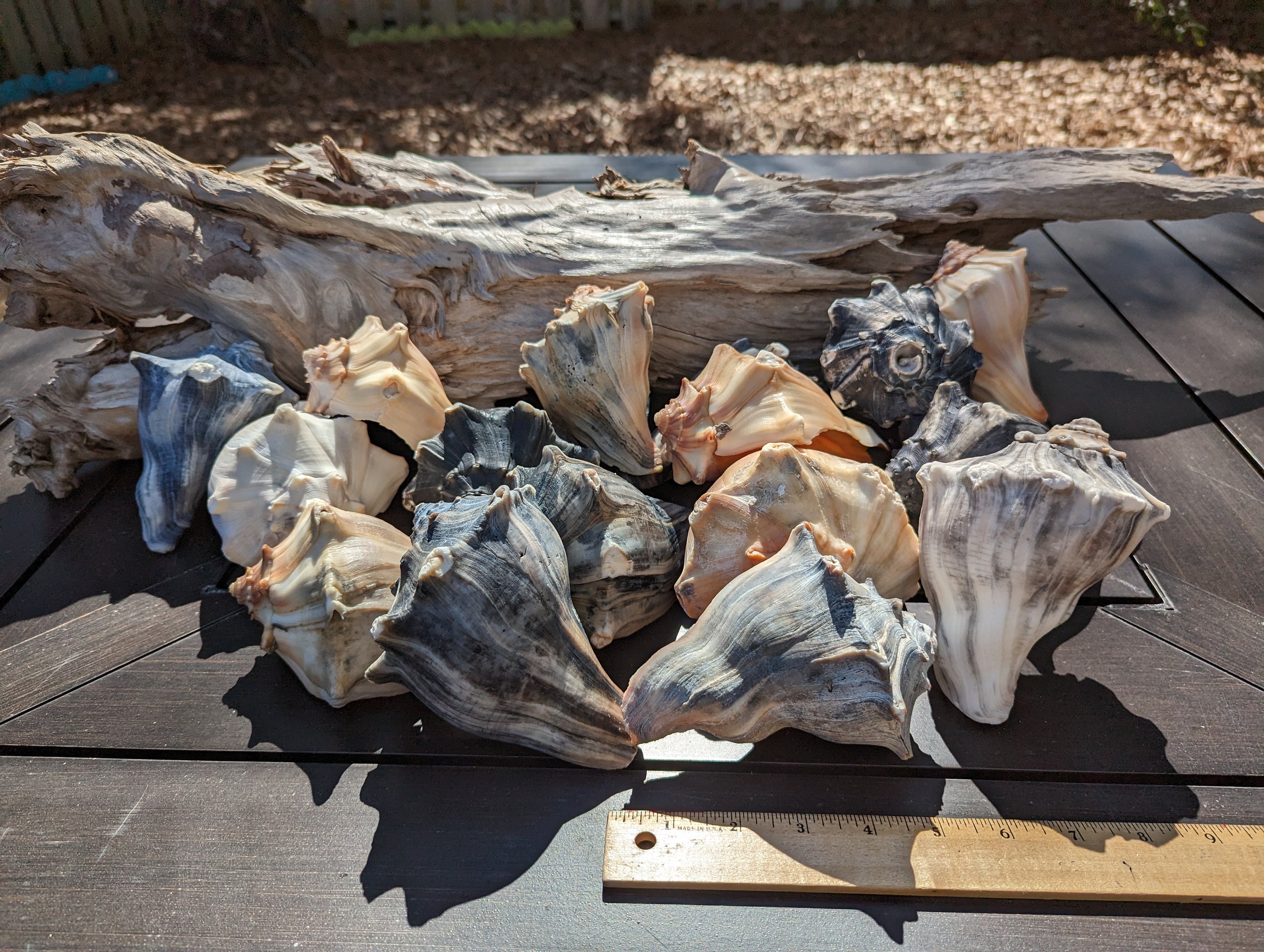 Hand Collected Whelk Shells From Oak Island Beach in North - Etsy