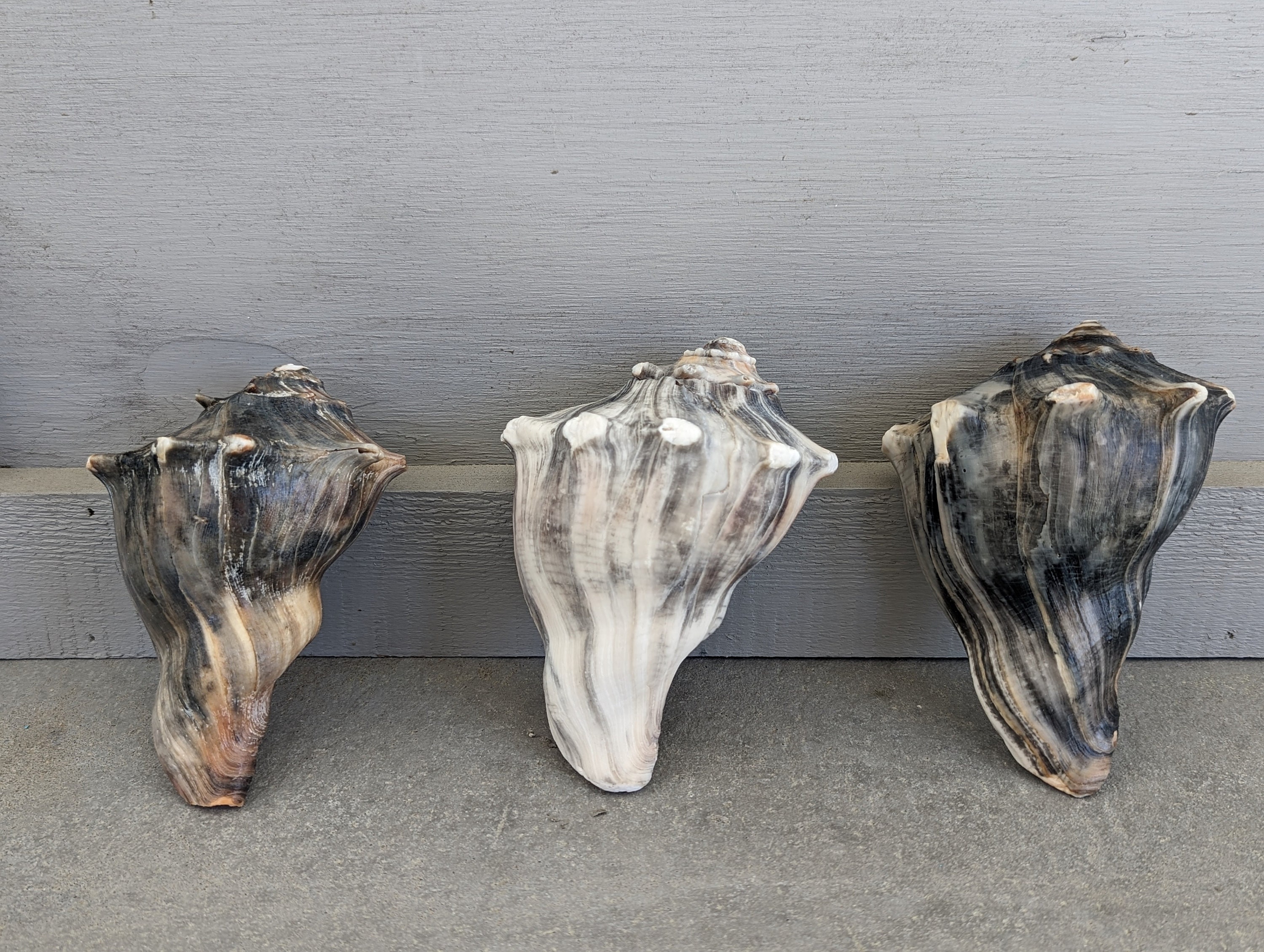 Hand Collected Whelk Shells From Oak Island Beach in North - Etsy