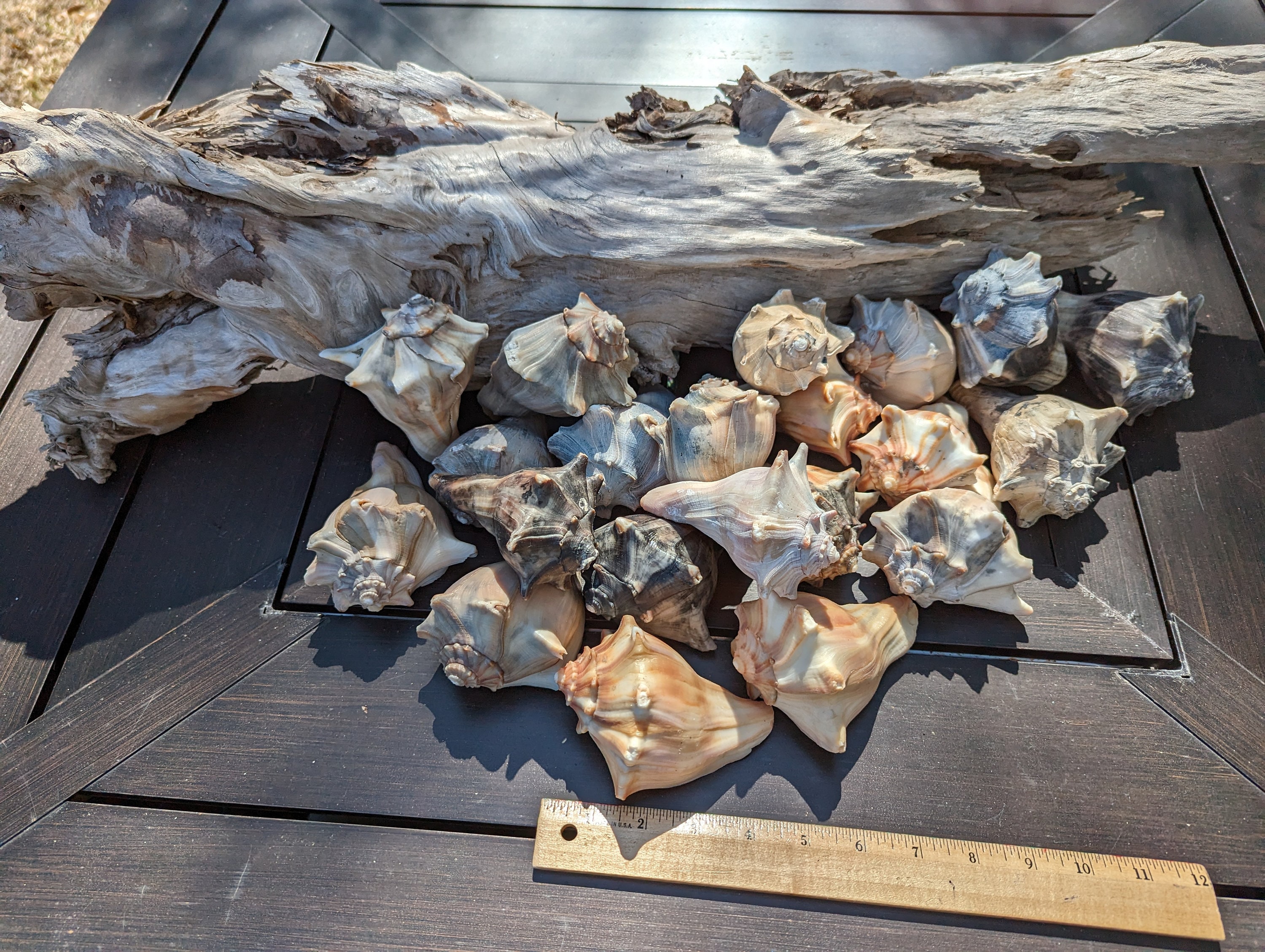 Hand Collected Whelk Shells From Oak Island Beach in North - Etsy