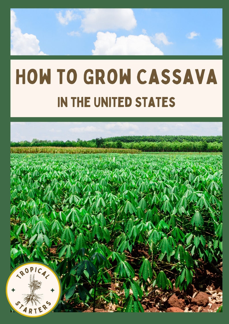 How to Grow Cassava in the United States (downloadable 34-page Ebook ...