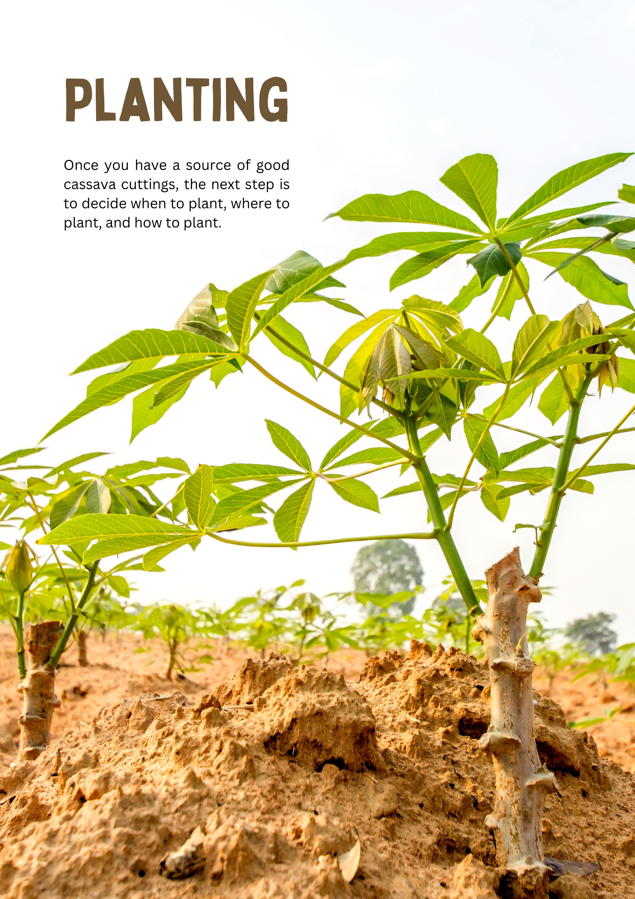 How to Grow Cassava in the United States (downloadable 34-page Ebook ...