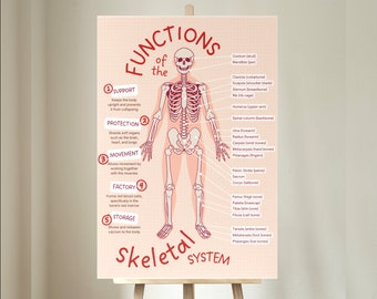 Skeletal System Poster - Etsy