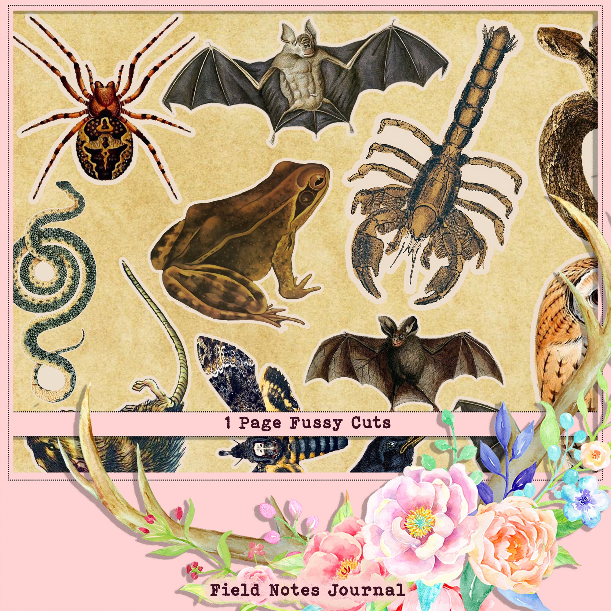 Field Notes and Specimen Slides Nature Ephemera, Junk Journal Kit ...