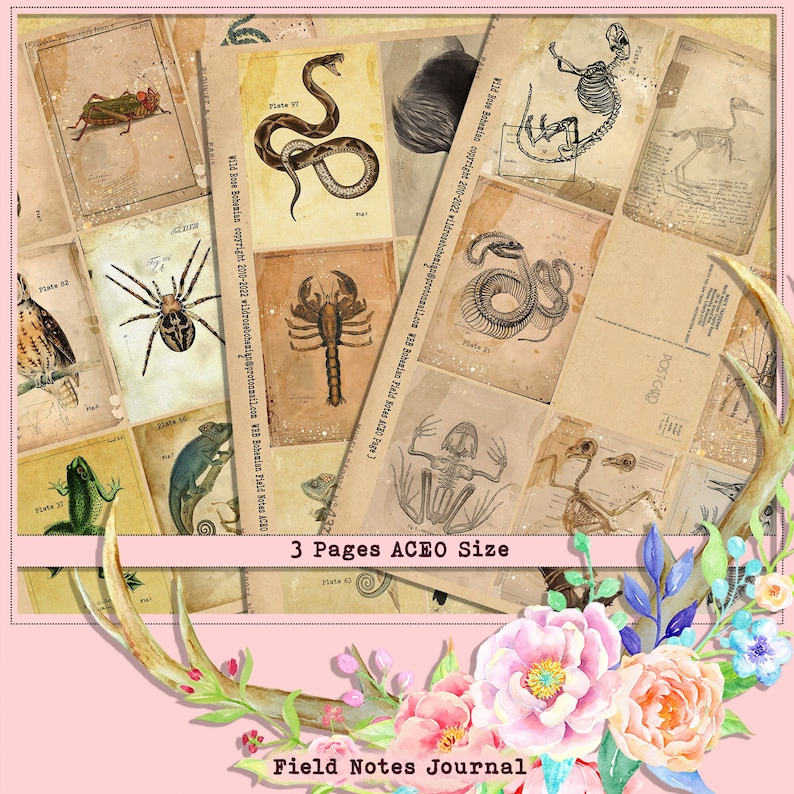 Field Notes and Specimen Slides Nature Ephemera, Junk Journal Kit ...