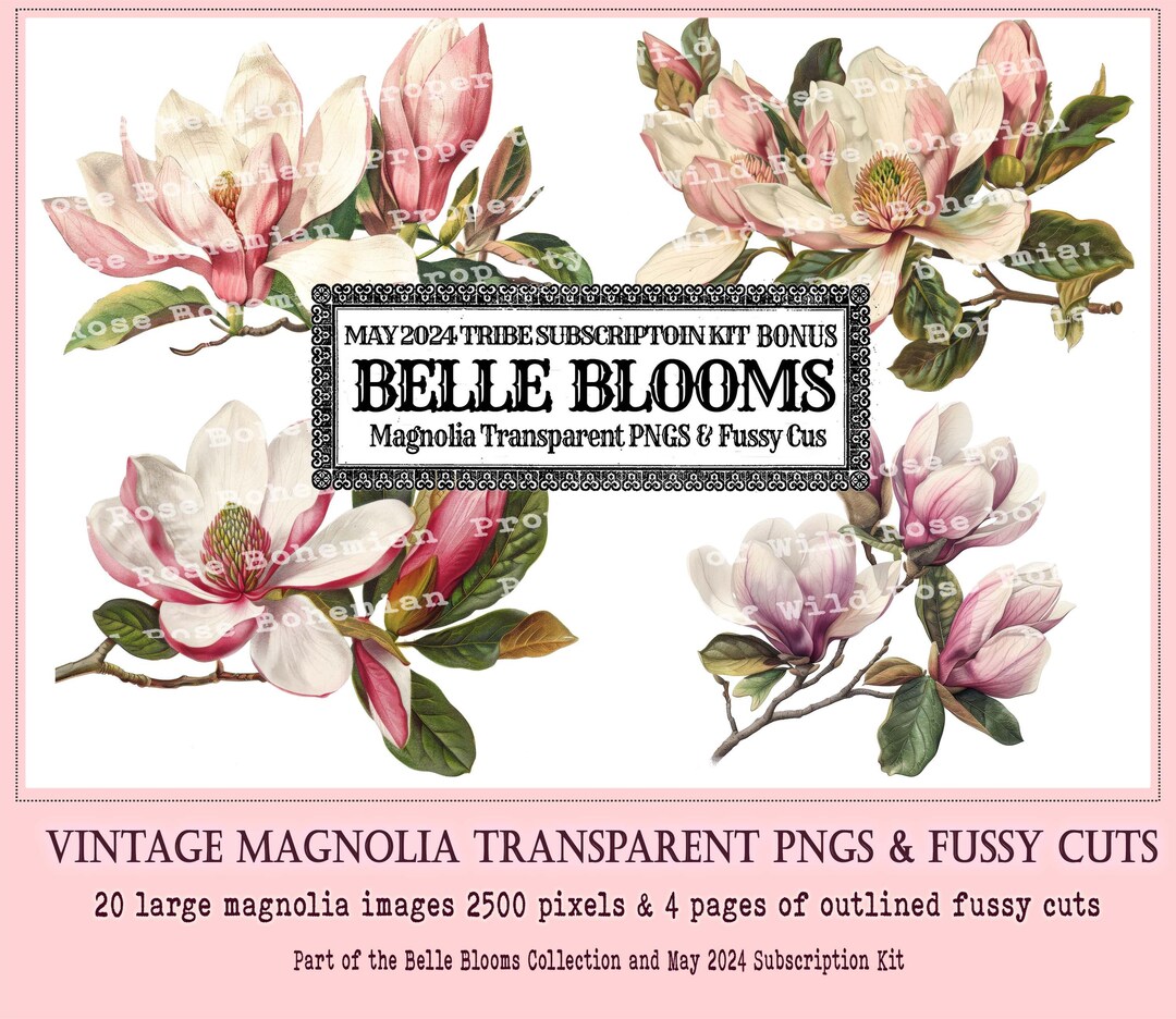 Magnolia Transparent Png, Large Format Png File, Fussy Cuts for Junk ...