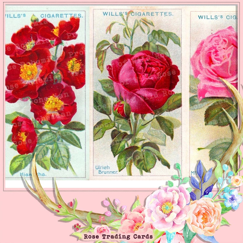 Vintage Rosetrading Cards Printable Digital Rose Cards - Etsy