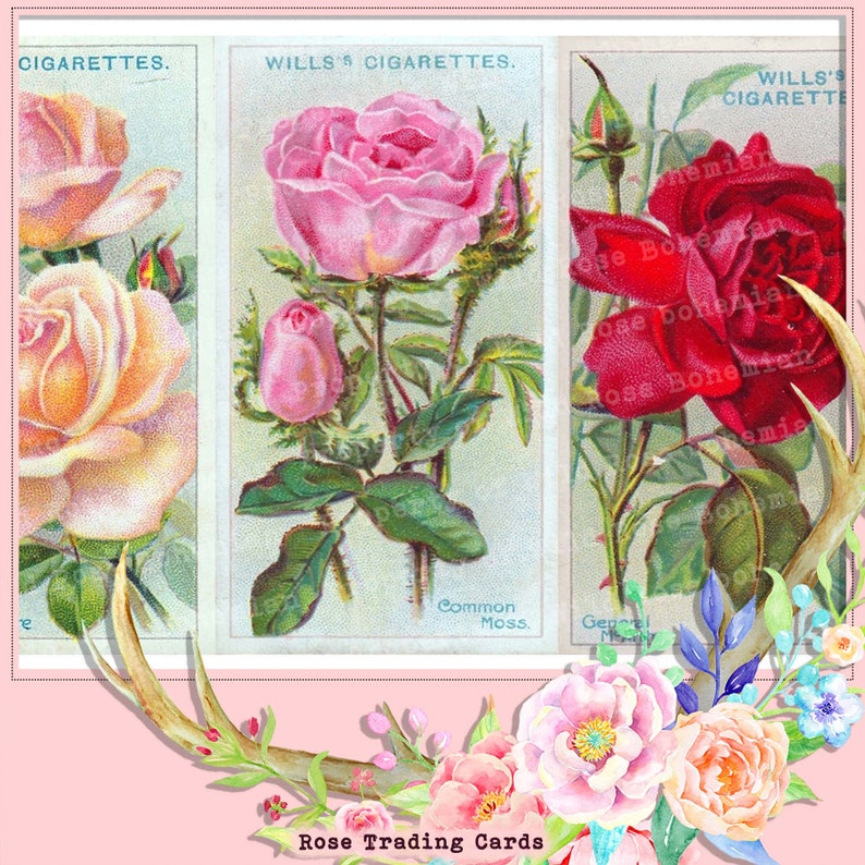 Vintage Rosetrading Cards Printable Digital Rose Cards - Etsy