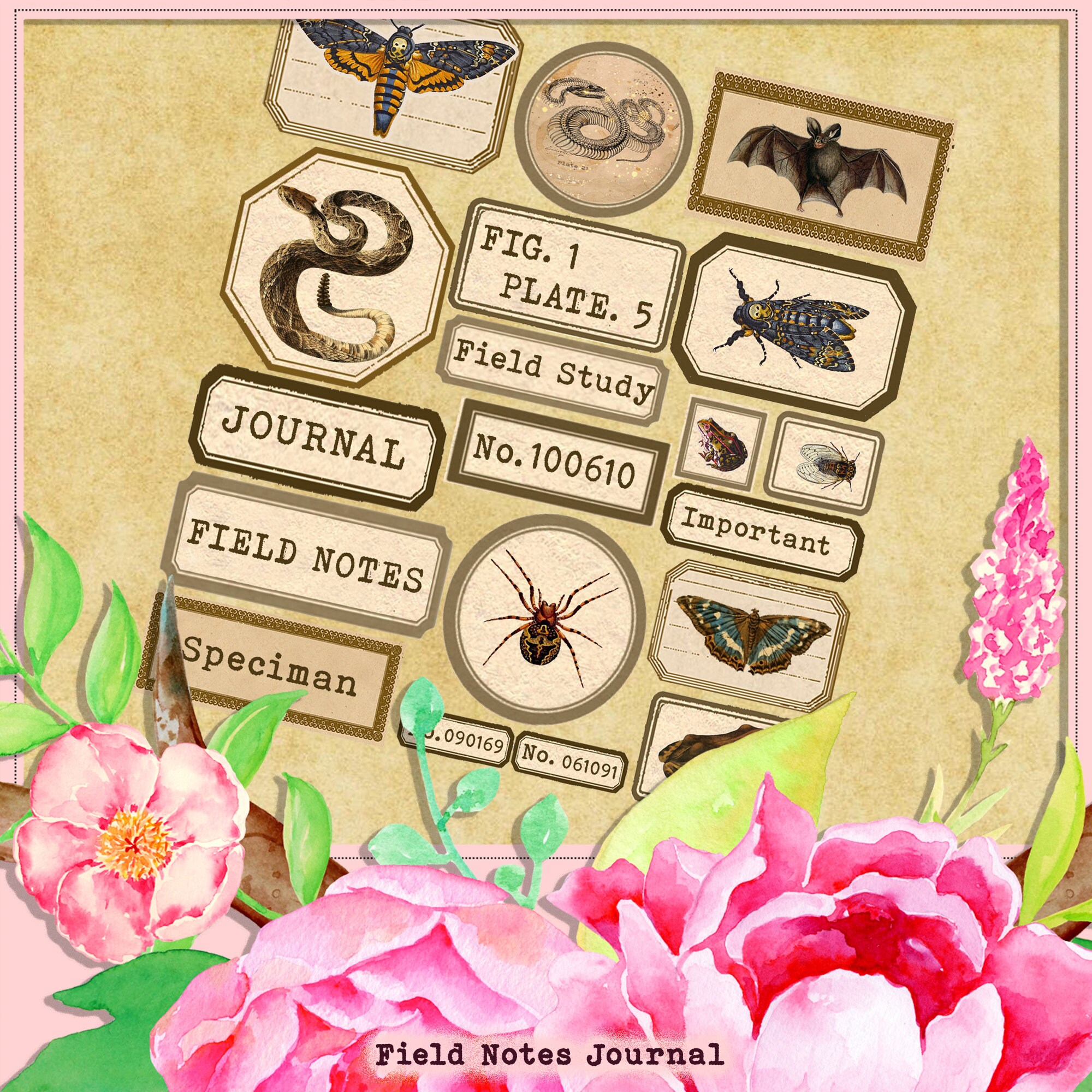 Field Notes and Specimen Slides Nature Ephemera, Junk Journal Kit ...