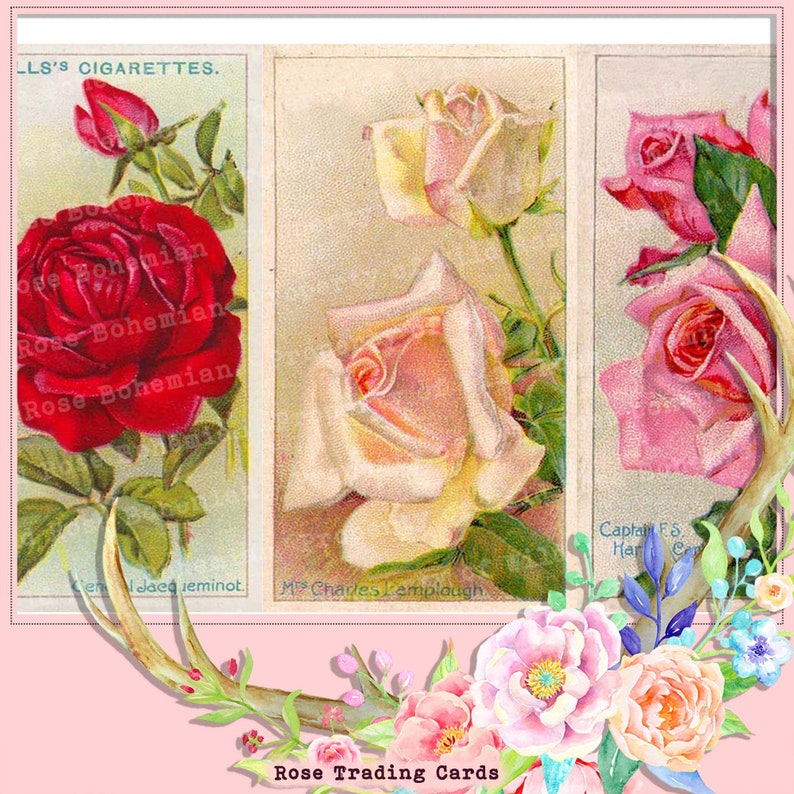 Vintage Rosetrading Cards Printable Digital Rose Cards - Etsy