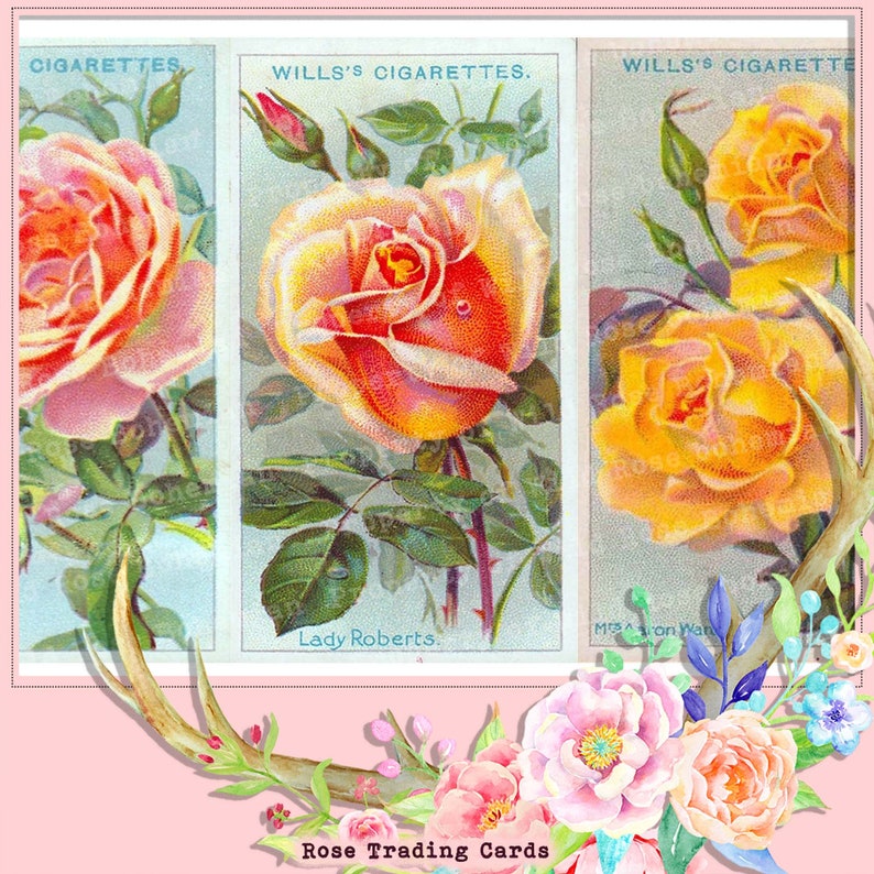 Vintage Rosetrading Cards Printable Digital Rose Cards - Etsy