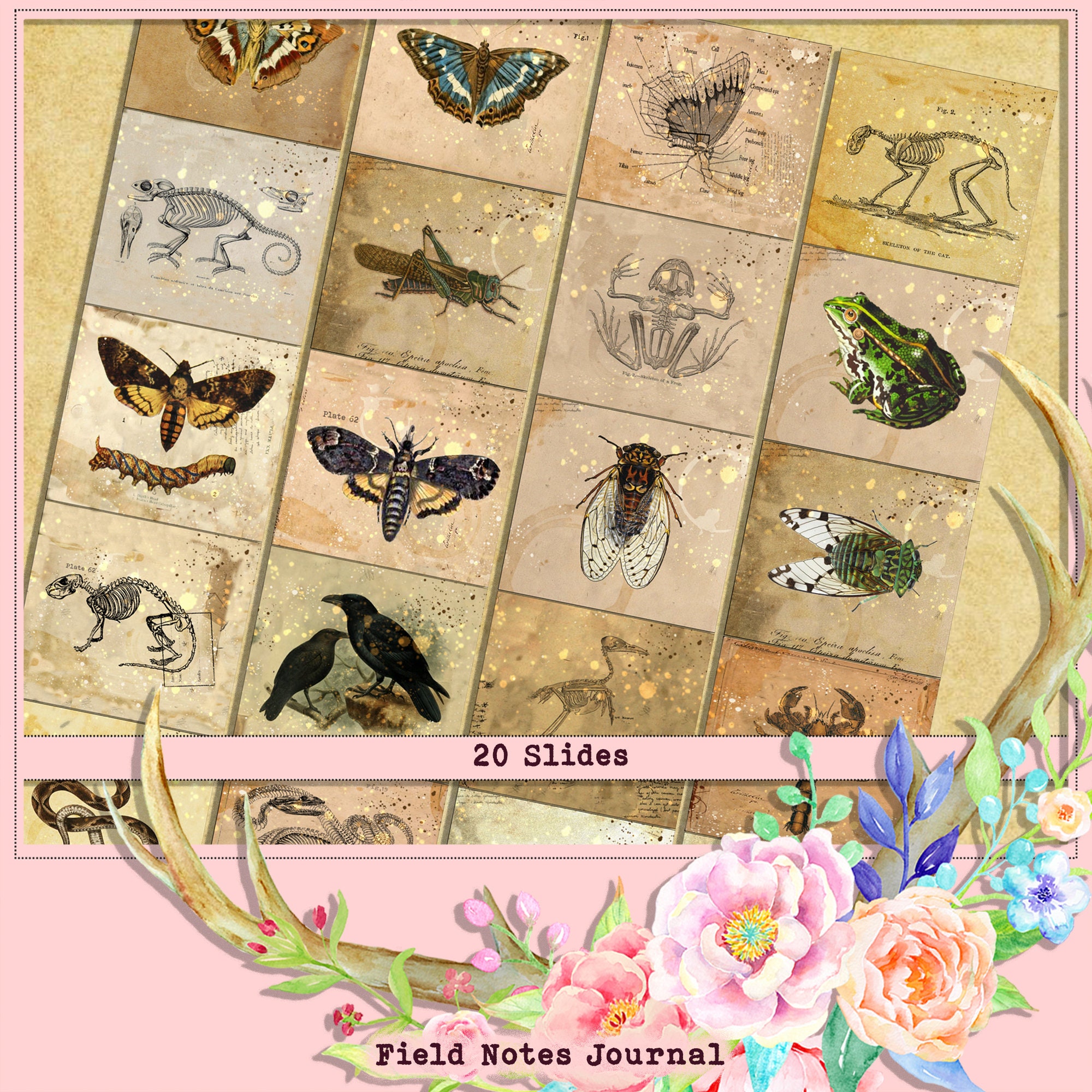 Field Notes and Specimen Slides Nature Ephemera Junk Journal - Etsy