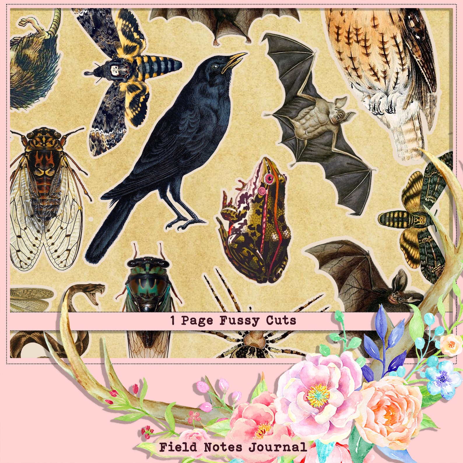 Field Notes and Specimen Slides Nature Ephemera, Junk Journal Kit ...