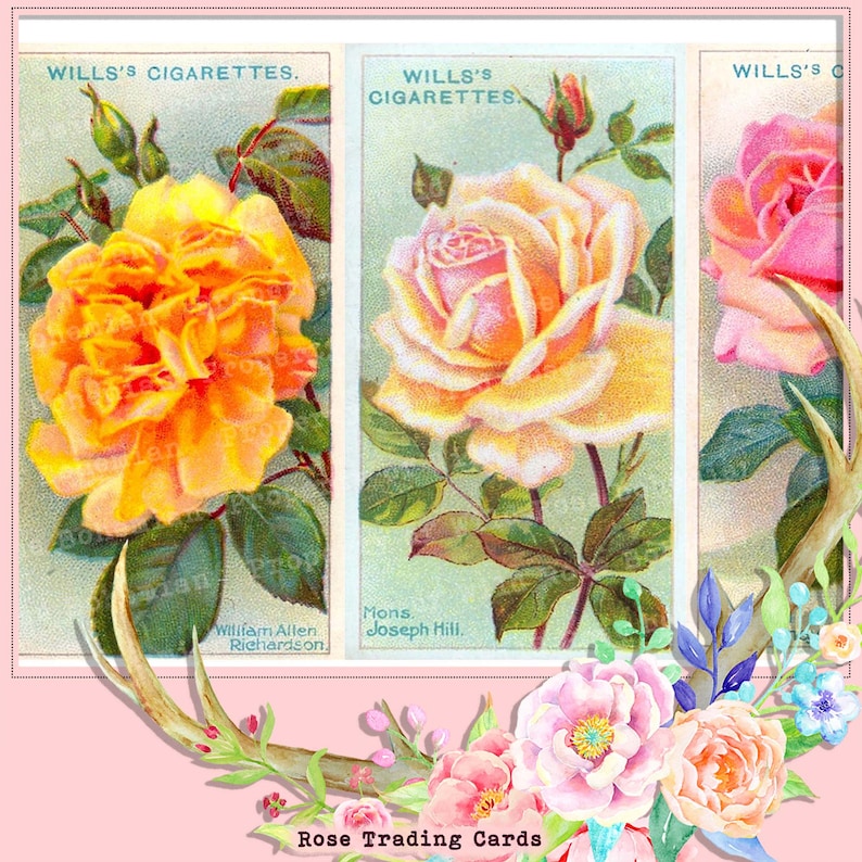 Vintage Rosetrading Cards Printable Digital Rose Cards - Etsy