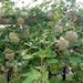 10 Climbing Milkweed Vine Seeds (funastrum Cynanchoides) | Monarch Host ...