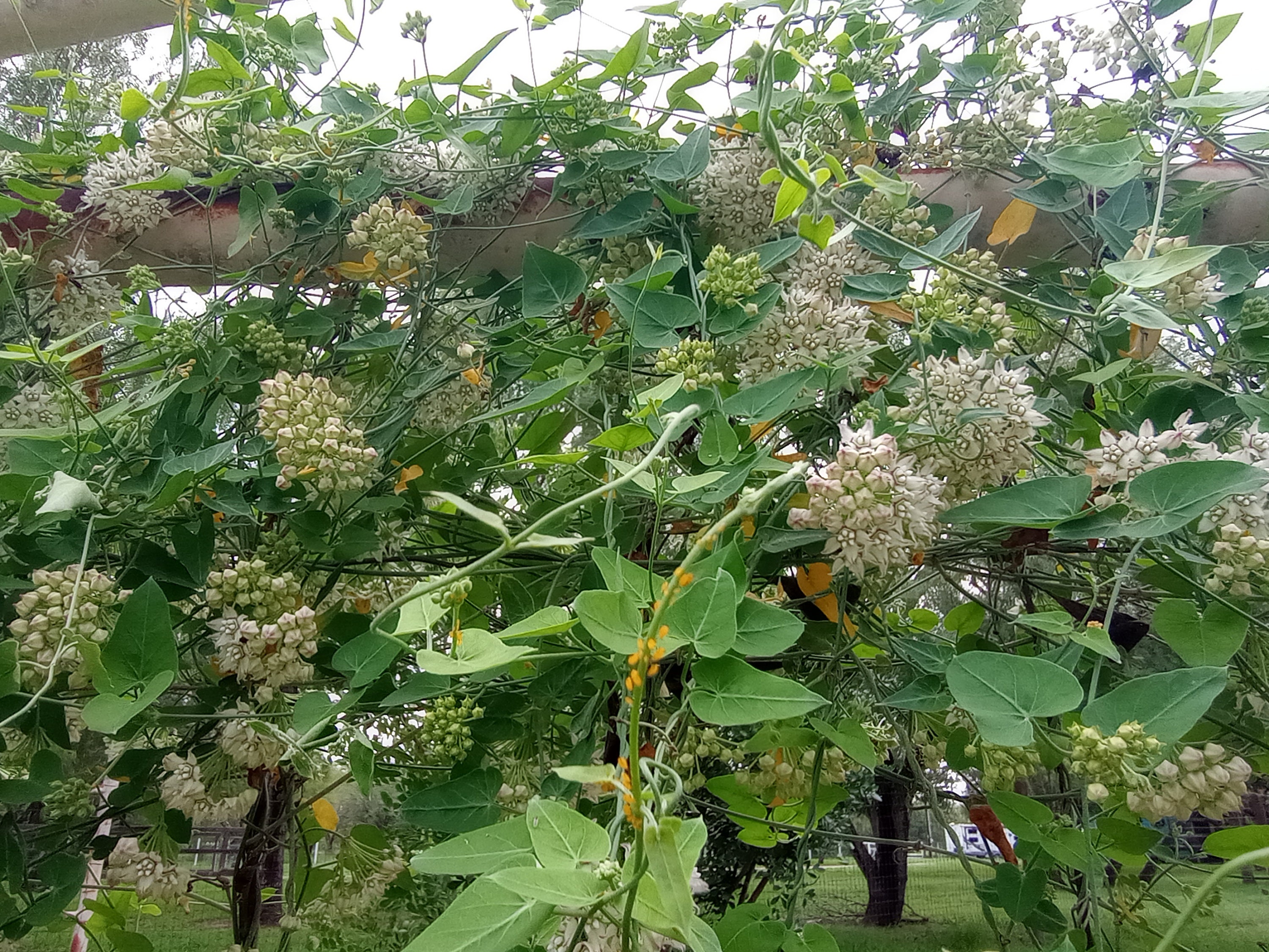 10 Climbing Milkweed Vine Seeds- Funastrum Cynanchoides - Etsy