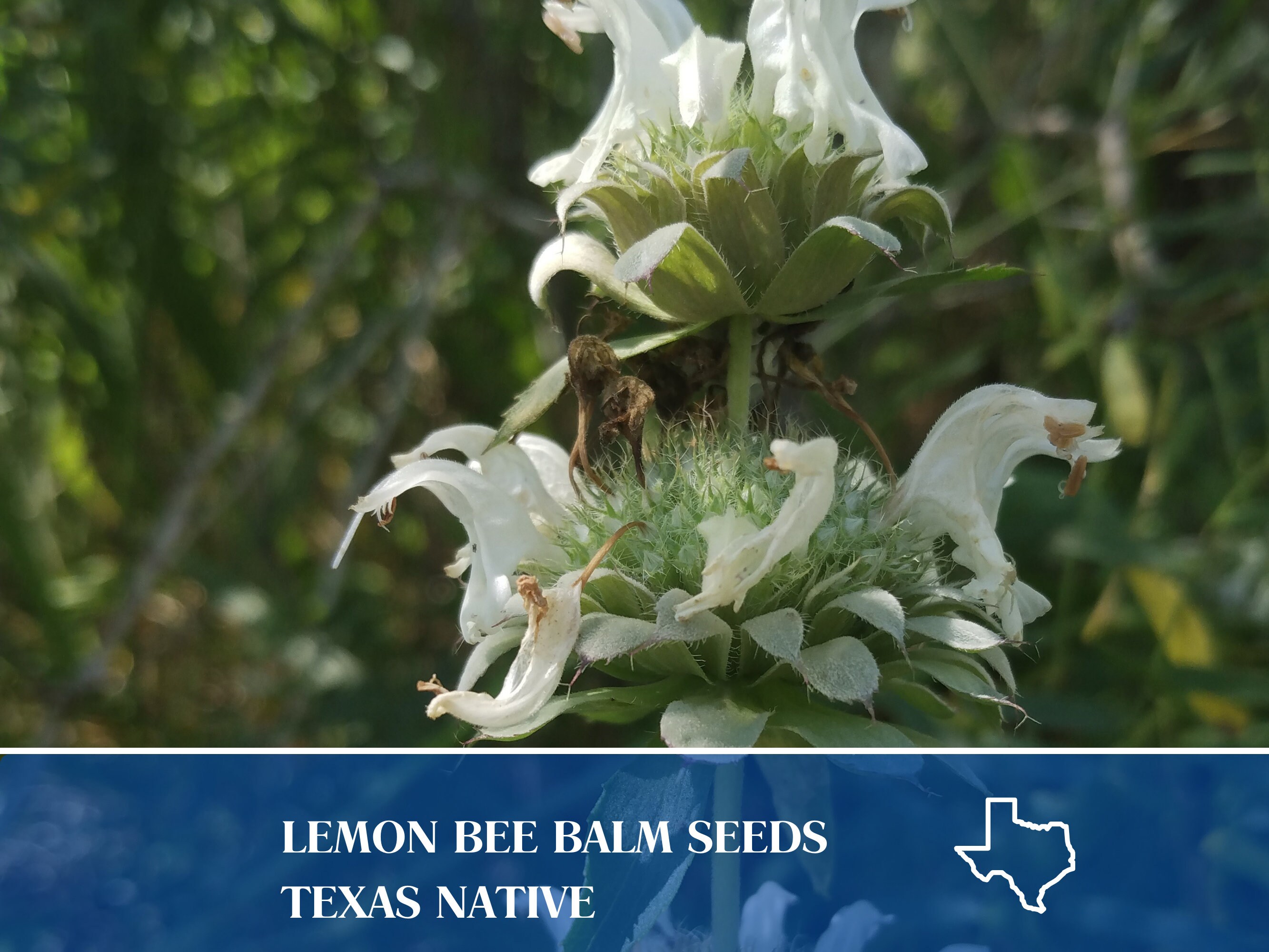 30 Lemon Bee Balm Seeds Monarda Citriodora - Etsy