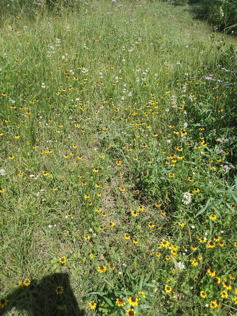 30 Lemon Bee Balm Seeds Monarda Citriodora - Etsy