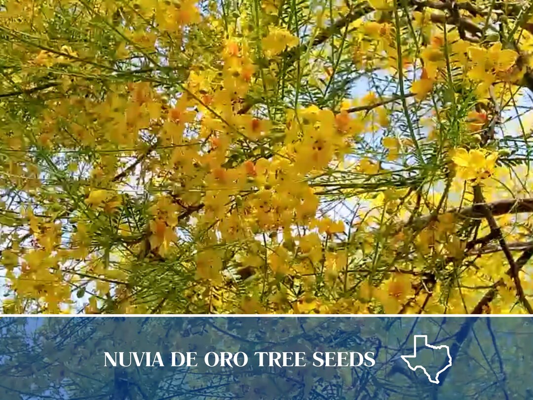 20 Retama Tree Seeds - Parkinsonia Aculeata - Etsy
