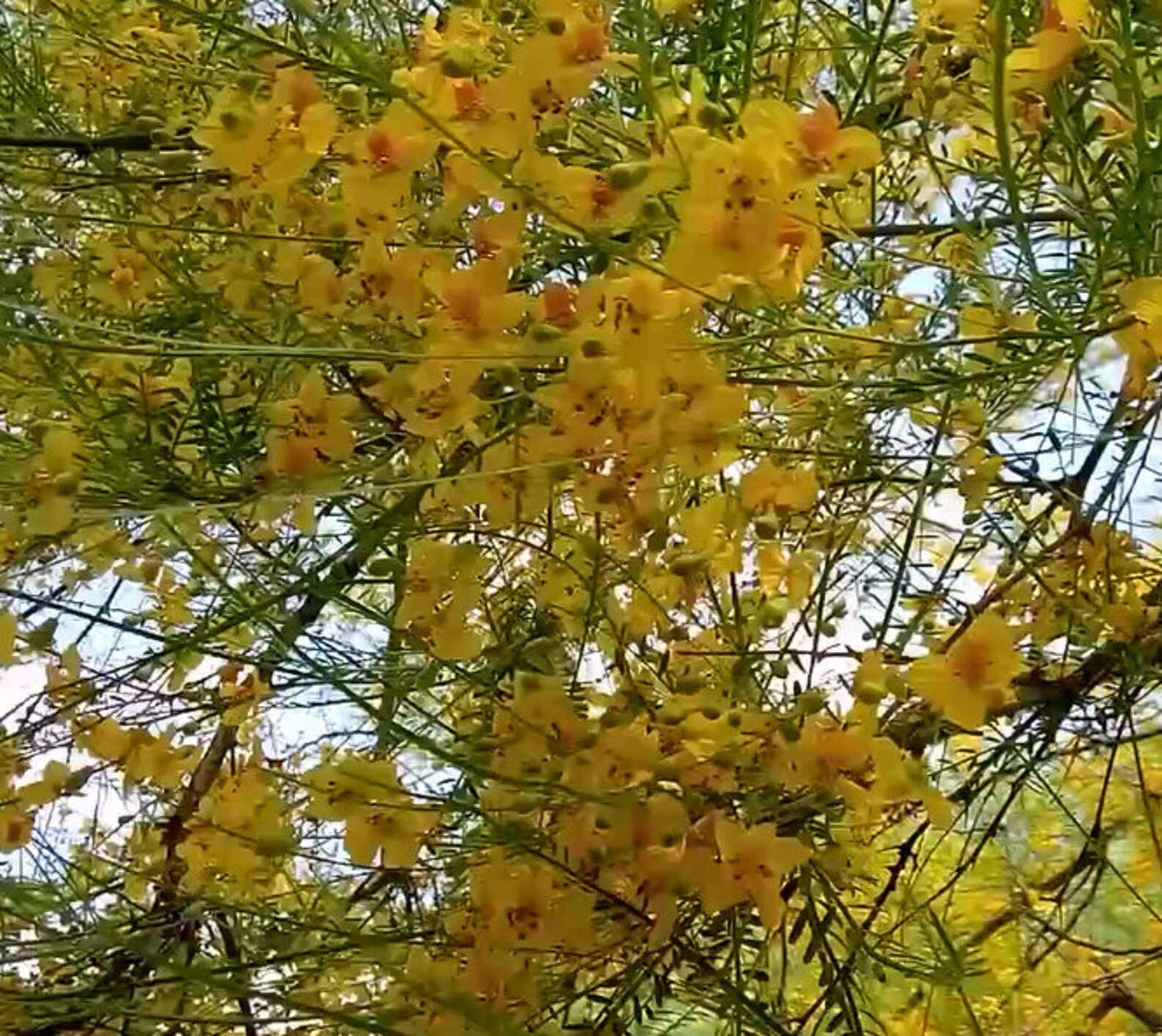 20 Retama Tree Seeds - Parkinsonia Aculeata - Etsy