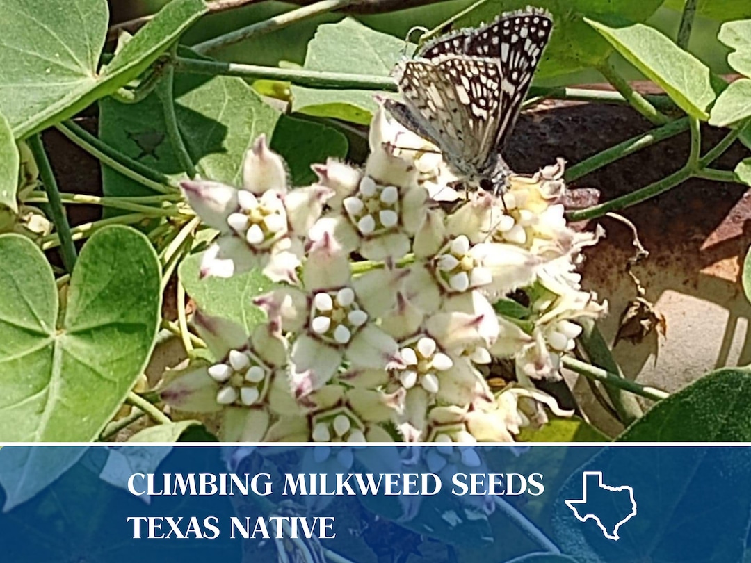 10 Climbing Milkweed Vine Seeds (funastrum Cynanchoides) | Monarch Host ...