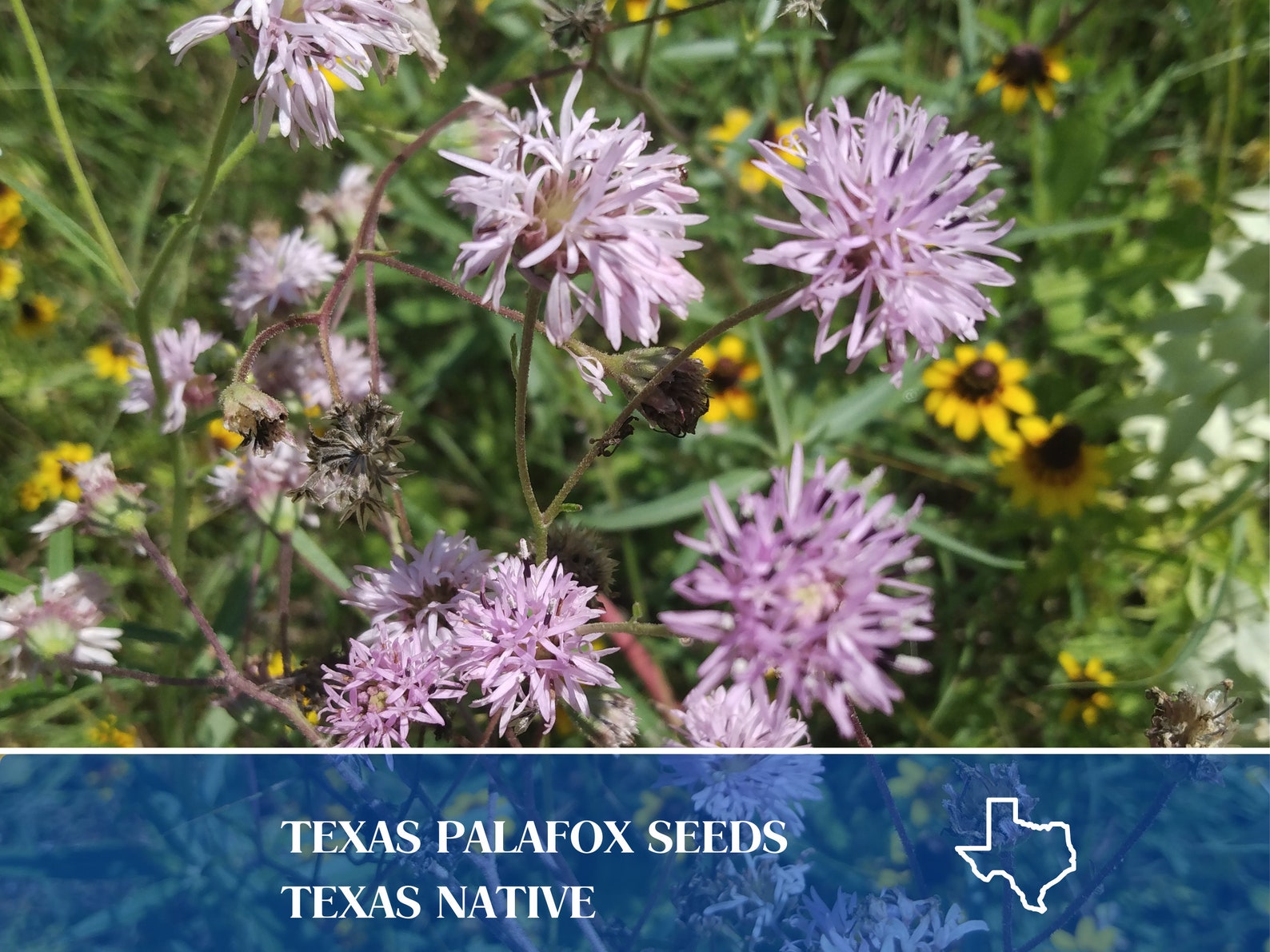 20 Texas Palafox Seeds - Palafoxia Texana - Etsy