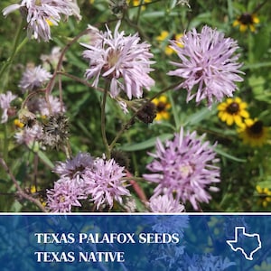 20 Texas Palafox Seeds - Palafoxia Texana - Etsy