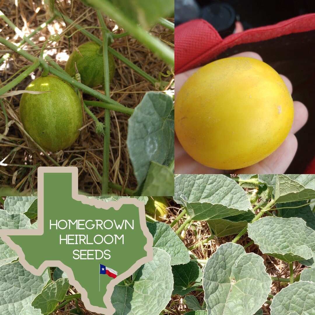 10 Queen Anne's Pocket Melon Seeds Cucumis Melo Var. - Etsy