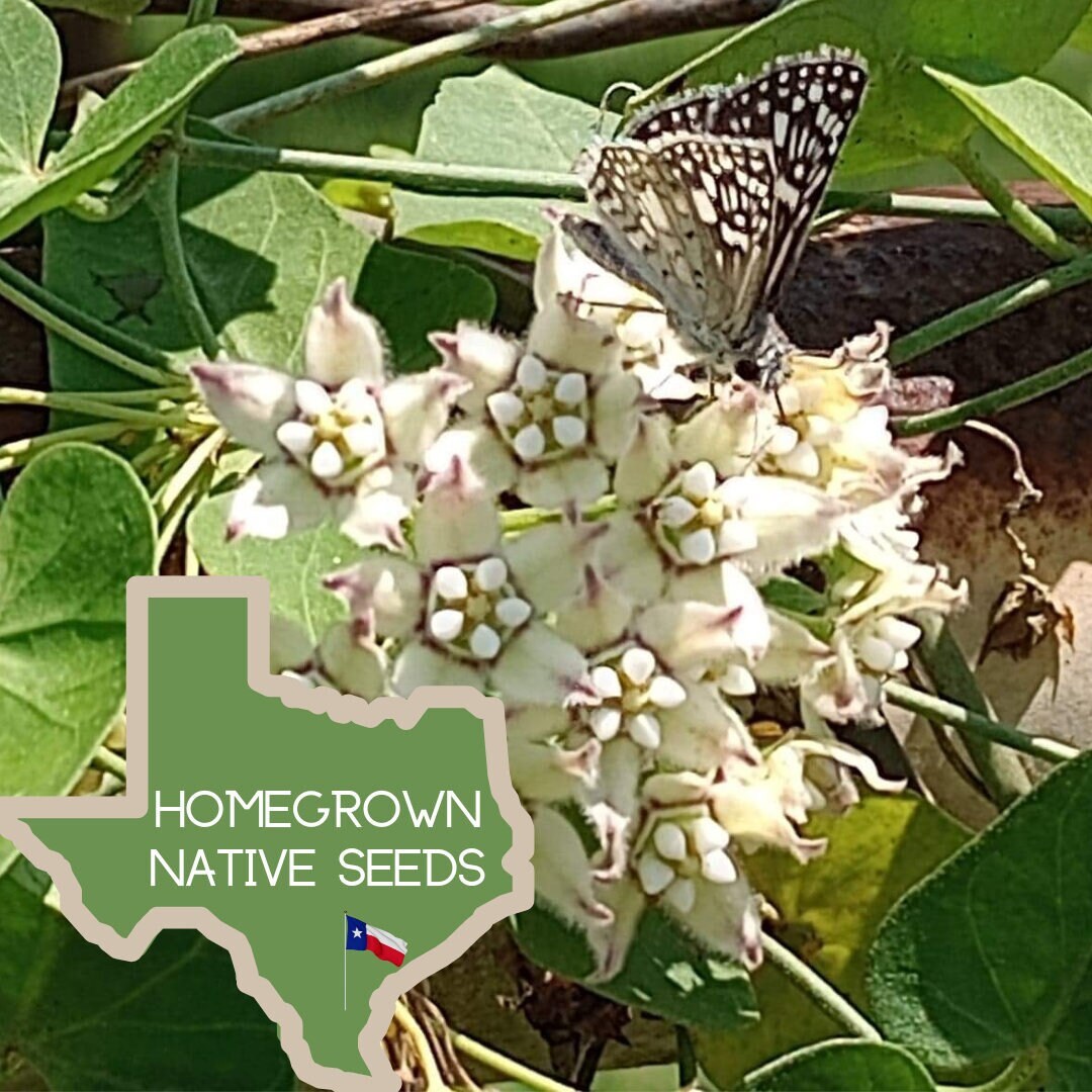 10 Climbing Milkweed Vine Seeds Funastrum Cynanchoides - Etsy
