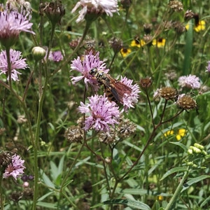 20 Texas Palafox Seeds - Palafoxia Texana - Etsy