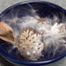 10 Climbing Milkweed Vine Seeds (funastrum Cynanchoides) | Monarch Host ...