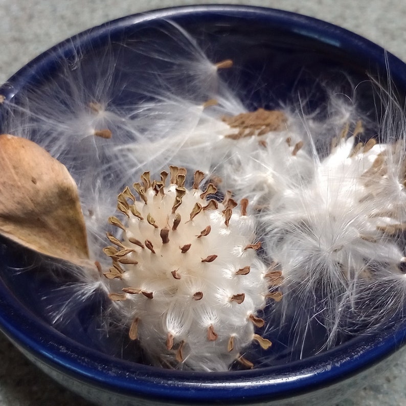 10 Climbing Milkweed Vine Seeds (funastrum Cynanchoides) | Monarch Host ...